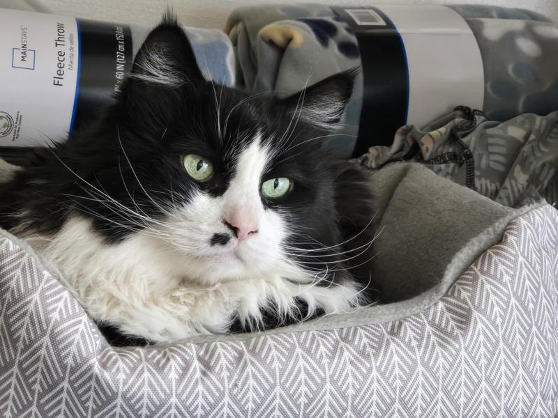 CISAPRIDE COMPOUNDED Capsule for Animals, 25-mg, 1 capsule - Easy ...