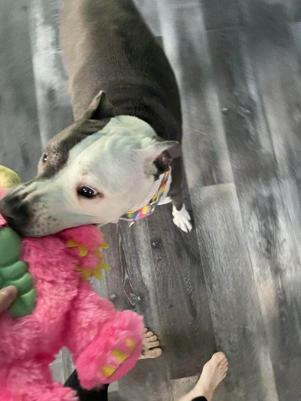 FRISCO Halloween Zany Monster Muscle Plush Squeaky Dog Toy, Medium ...