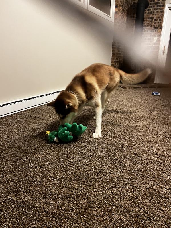 Out of Stock - FRISCO Holiday Elf in a Tree Bungee Plush Squeaky Dog ...