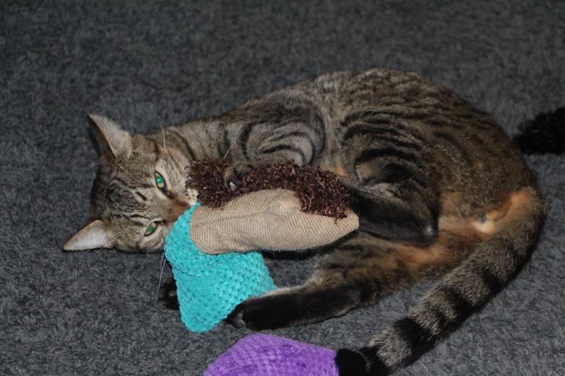 KONG Kickeroo Cuddler Cat Toy, Color Varies - Chewy.com