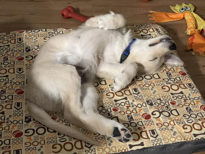 Discontinued - DIGGS Groov Dog Crate Training Tool, Turquoise - Chewy.com