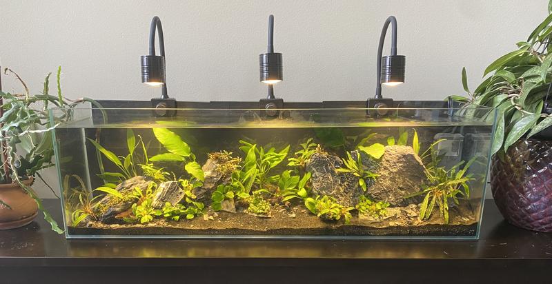 LIFEGARD Long Clear Glass Bookshelf Aquarium, 5-mm, 11-gal - Chewy.com