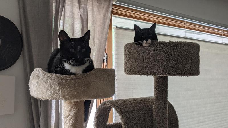 FRISCO 69-in Real Carpet Wooden Cat Tree, Gray - Chewy.com