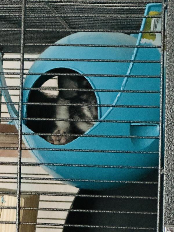 LIXIT Critter Space Pod Small Animal Hideout, Color Varies, Large ...