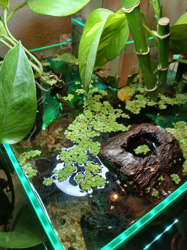 ZOO MED Floating Betta Log - Chewy.com