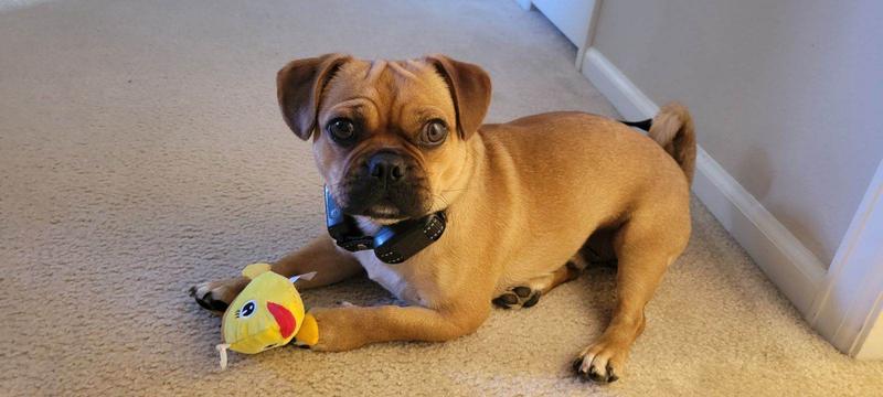 BARK The Groupers 3-in-1 Squeaky Plush Dog Toy - Chewy.com