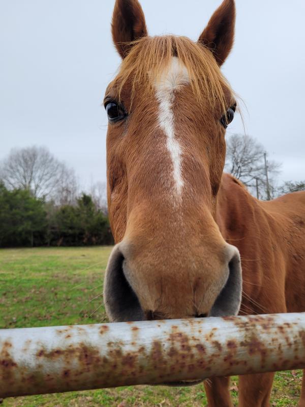 NUTRENA Empower Boost Horse Supplement, 40-lb bag - Chewy.com