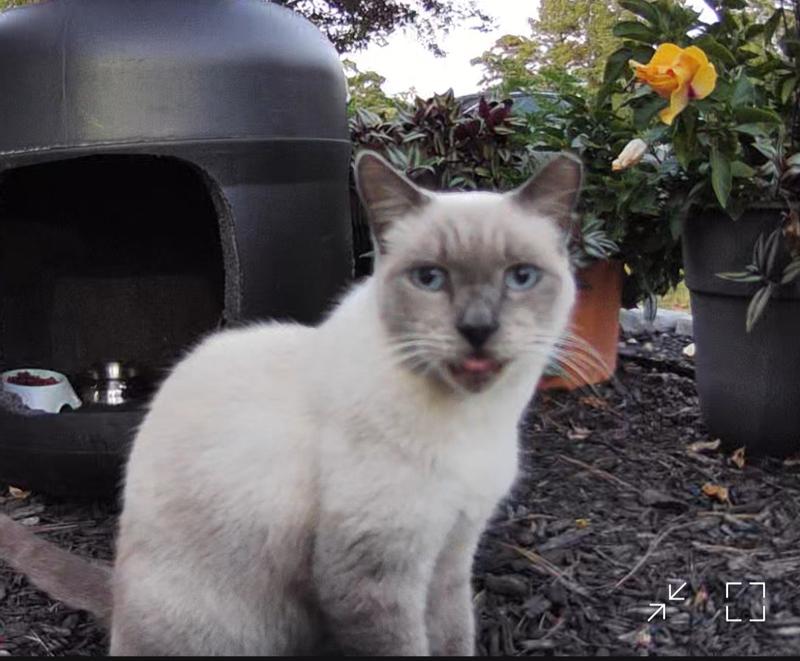 DIAMOND Care Weight Management Formula Adult Grain-Free Dry Cat Food, 6 ...