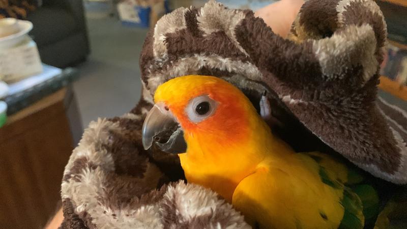 Discontinued - LAFEBER Tropical Fruit Gourmet Pellets Conure Bird Food ...