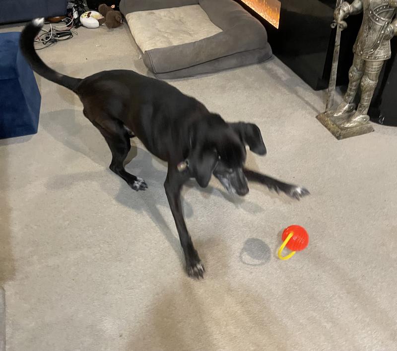 PROJECT HIVE PET COMPANY Looped Ball Dog Toy, Orange, Large - Chewy.com