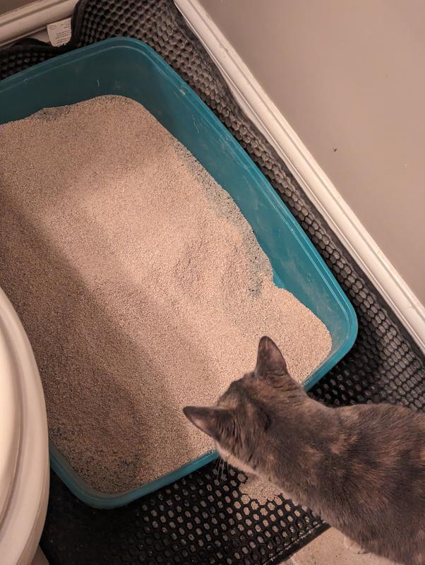 BOXIECAT Eco Farm to Box Premium Ultra Sustainable Clumping Cat Litter ...