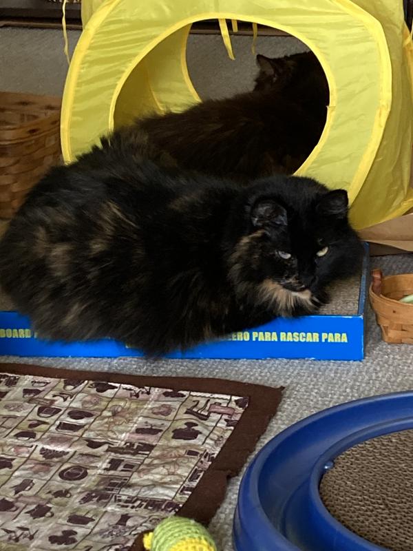 HDP Pop Open Collapsible Cat Play Cube, Yellow - Chewy.com