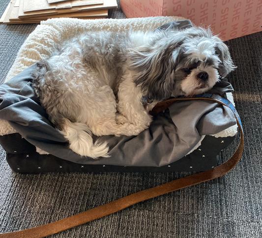 NULO Calming Soft Chew Dog Supplement, 90 Count - Chewy.com