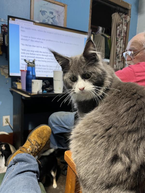 VETONE Pet Piller for Dogs & Cats, 12 count - Chewy.com