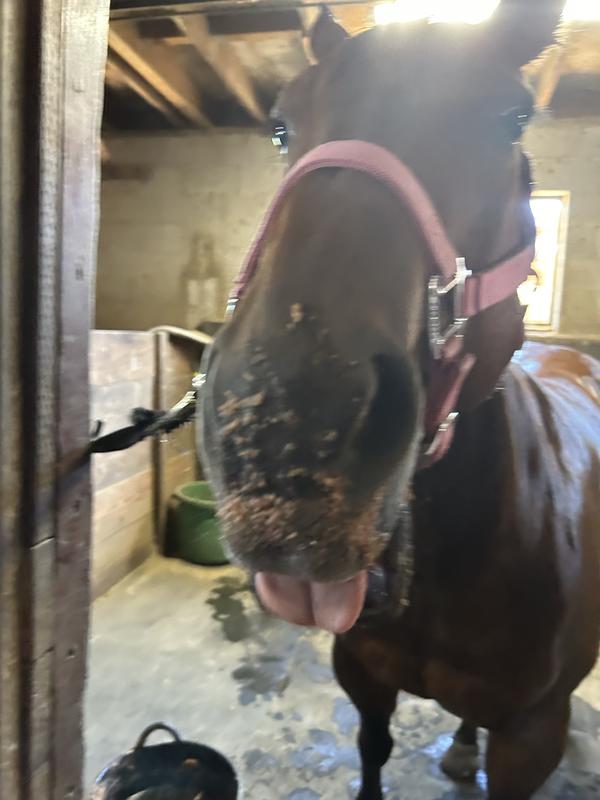 KEYFLOW USA Pink Mash Low Sugar & Low Starch Horse Feed, 33-lb bag ...