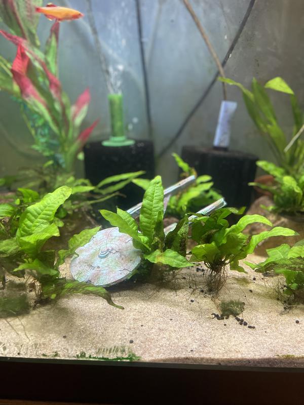 UNDERWATER TREASURES Sunken Space Ship Fish Ornament, Small - Chewy.com