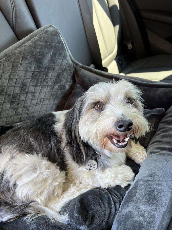 GOTAGS Personalized Silicone Round Dog & Cat ID Tag, Large, Gray ...