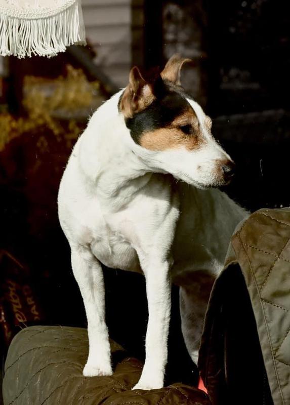 REDBARN Naturals Bully Nuggets Dog Treats, 3.9-oz bag - Chewy.com