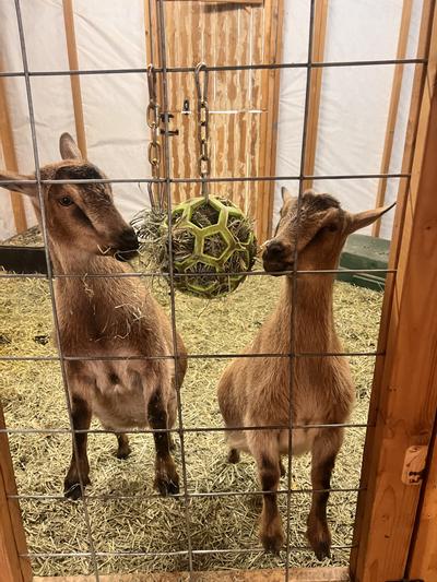 DR. POL Healthy Goat Alfalfa Recipe Goat Feed, 40-lb bag - Chewy.com
