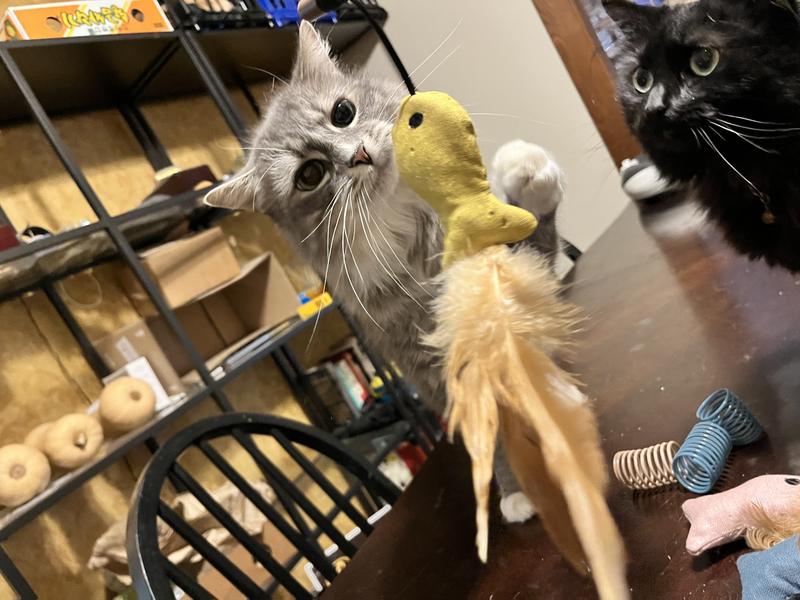 FRISCO Sea Creatures Variety Pack Cat Toy with Catnip, 12 count - Chewy.com