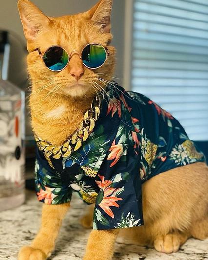 TEMPTATIONS MixUps Surfers' Delight Flavor Soft & Crunchy Cat Treats ...