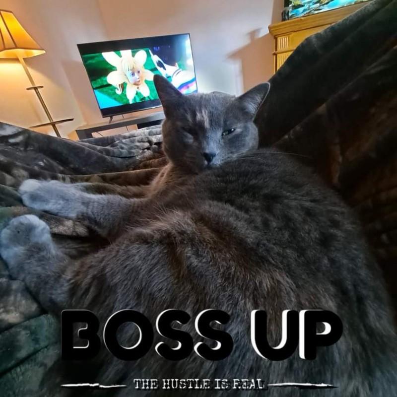 BONKERS Cat Pillows Catnip, Chick 'N & Cheddar Flavored Crunchy Cat ...