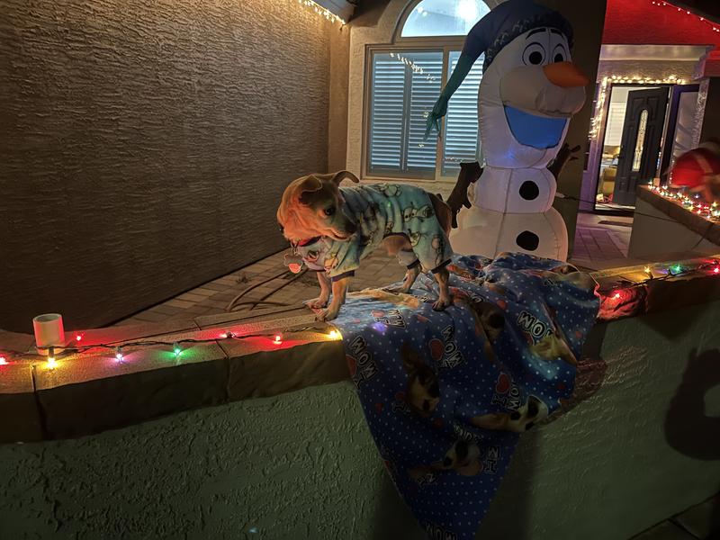 DISNEY Frozen's Olaf Dog & Cat Plush Fleece PJ, X-Large - Chewy.com