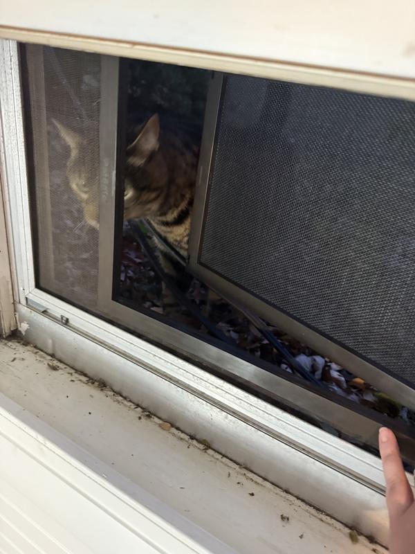 PETSAFE Window & Porch Screen Pet Door, Large - Chewy.com