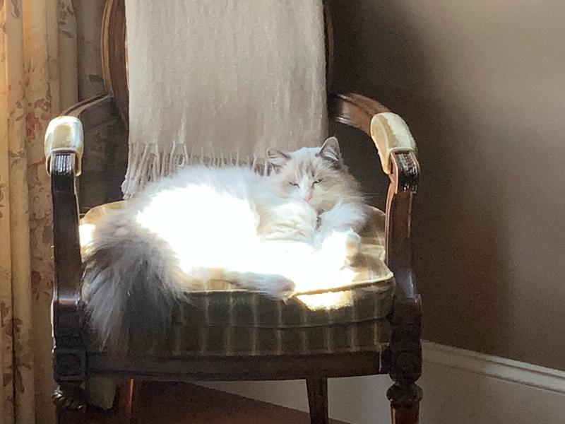 TROPICLEAN Detangling & Dematting Tangle Remover Dog Spray, 1-gal ...