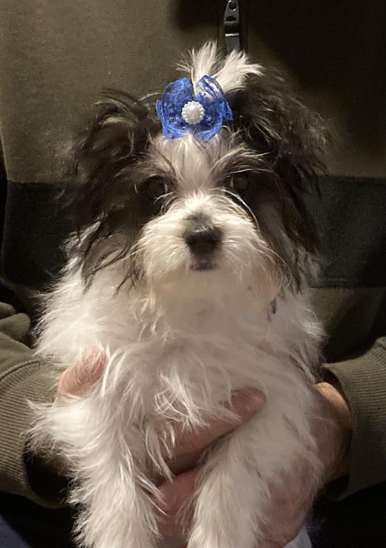 EVOLUTION Medium Rotating Teeth Dog Comb - Chewy.com