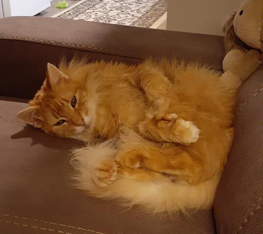 JW PET Gripsoft Cat Slicker Brush - Chewy.com