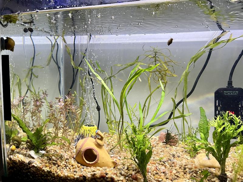 ACTIV-FLORA Planted Aquarium Substrate, Floragems, 20-lb bag - Chewy.com