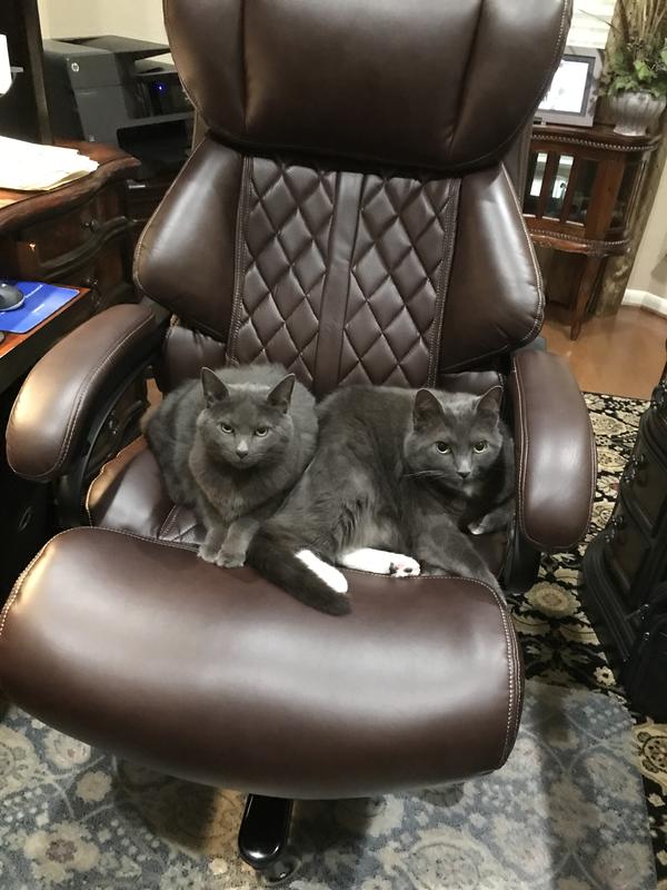 New Version Available - NOW FRESH Grain-Free Adult Formula Dry Cat Food ...