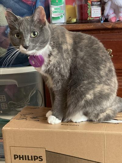 CALM PAWS Behavior Support Calming Disk Collar Attachment for Cats ...