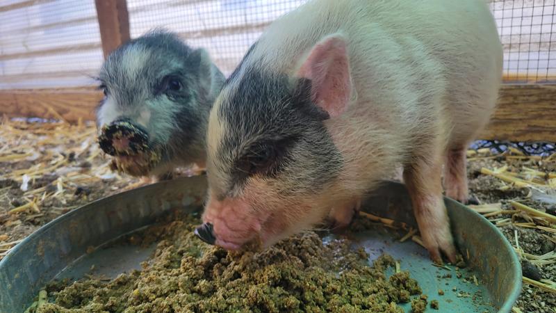 NUTRENA Country Feeds 16% Pellet Mini Pig Feed, 25-lb bag - Chewy.com