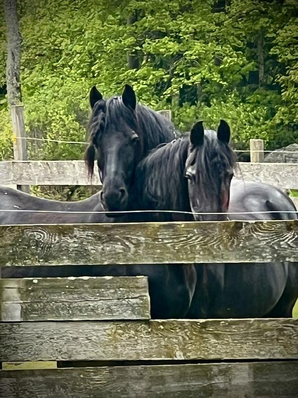 UNBEETABLE FEEDS Forage Only Horse Feed, 50-lb bag - Chewy.com