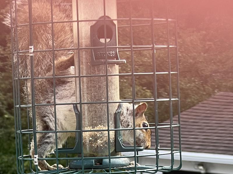 FRISCO Ultra Squirrel Defense Feeder - Chewy.com