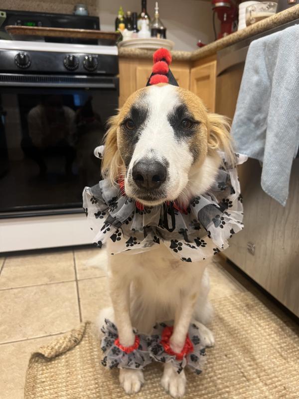 Out of Stock - FRISCO Clown Dog & Cat Costume Accessory, Medium/Large ...