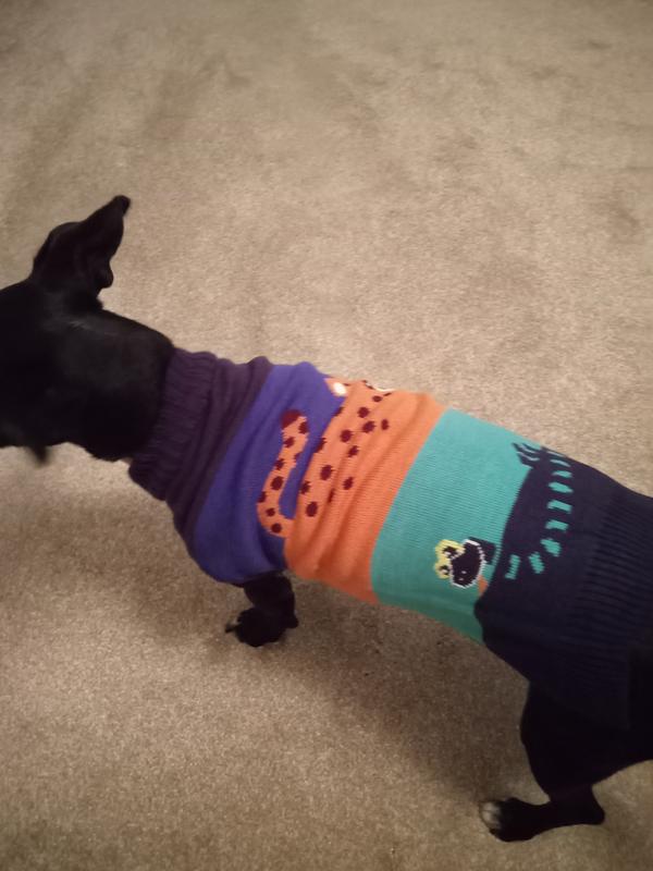 FRISCO Anaconda Cheetah Colorblock Dog & Cat Sweater, Medium - Chewy.com