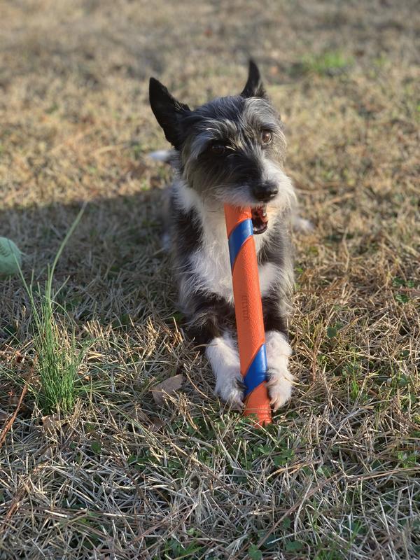 CHUCKIT! Ultra Fetch Stick Dog Toy - Chewy.com