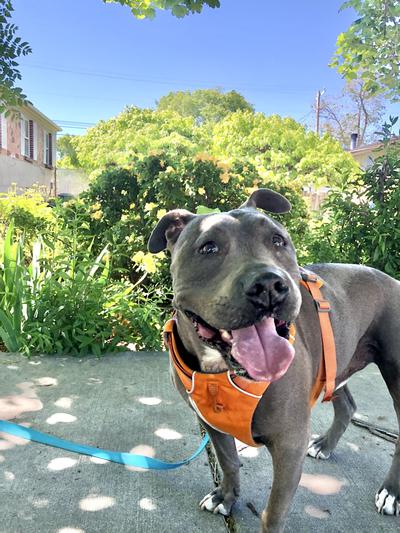 VICTOR Select Ocean Fish Formula Dry Dog Food, 15-lb bag - Chewy.com