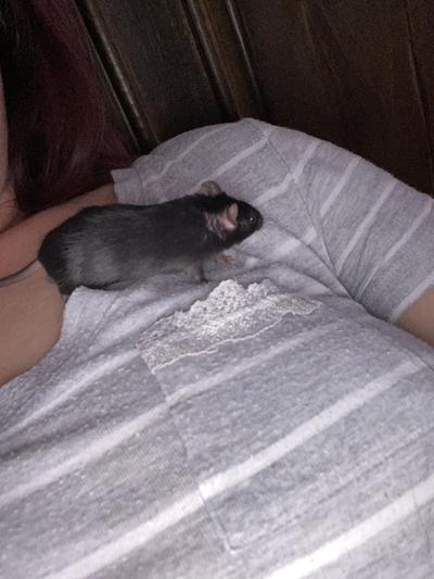 MANGO PET Dyna-mite Mite & Lice Bird Spray, 8-oz bottle - Chewy.com