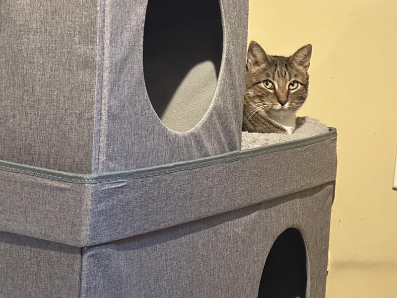 KITTY CITY Folding Cat Condo - Chewy.com