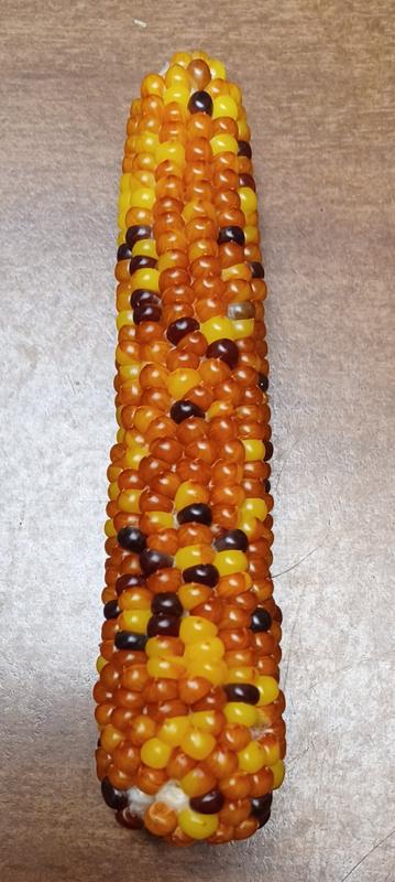 VITAKRAFT Mini-Pop Corn Cob Bird Treat, 6-oz bag - Chewy.com