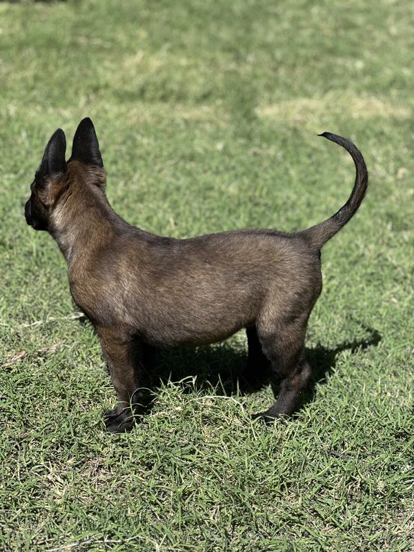 INUKSHUK Professional Dry Dog Food 26/16, 33-lb bag - Chewy.com