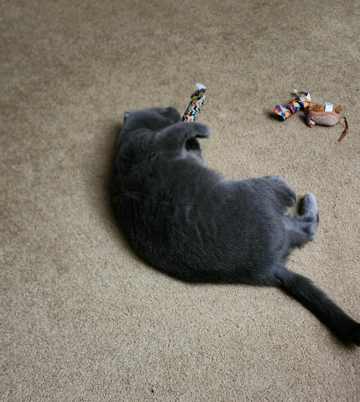 FAT CAT Eeeks! Cat Toy with Catnip, Color Varies, 1 count - Chewy.com