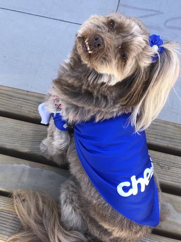 PET 'N SHAPE All-Natural Chicken Hide Twists Dog Treats, 16-oz bag ...