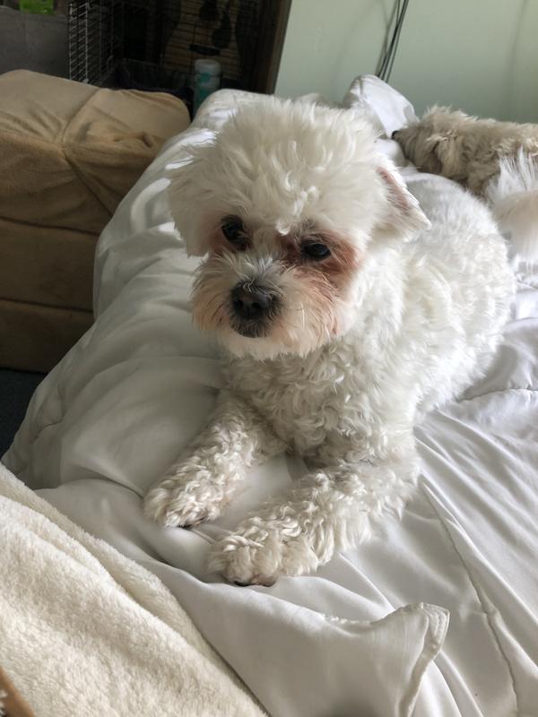 TYLAN (tylosin tartrate) Soluble Powder, 100-gm - Chewy.com