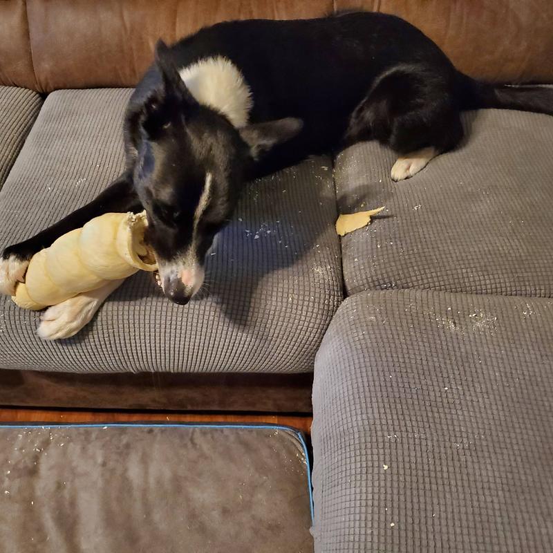 TOP DOG CHEWS Buffalo Beef Cheek Rolls Dog Treat, 5 count, 5 - 6 inches ...