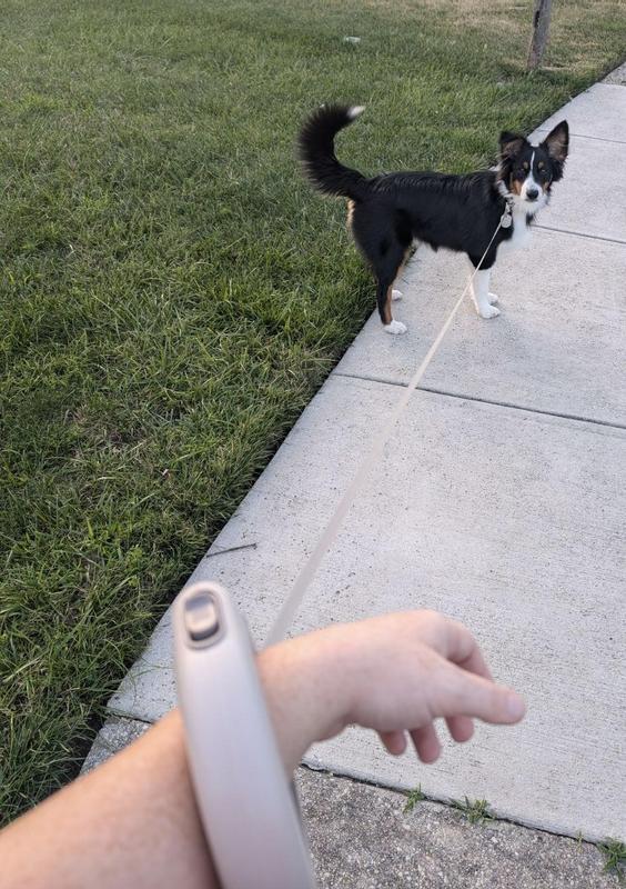 GROOVYPETS LED Flashlight Wearable Hand-Free Retractable Dog Leash, 10 ...